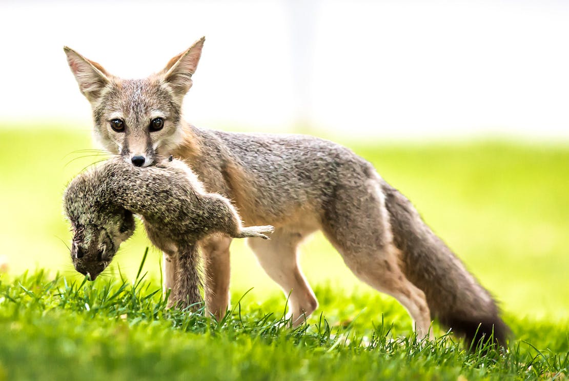 The Fabulous Foxes of California’s San Joaquin Valley | Defenders of Wildlife
